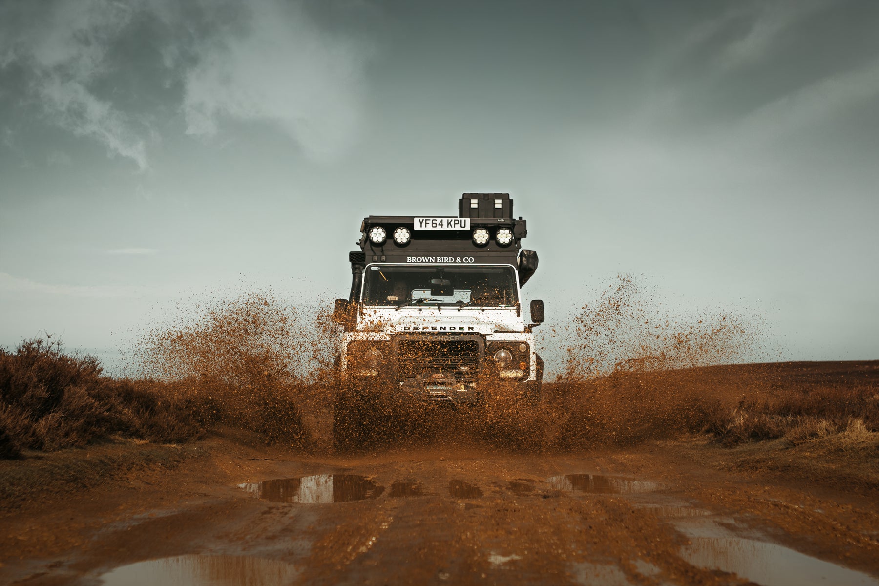 Brown Bird Defenders